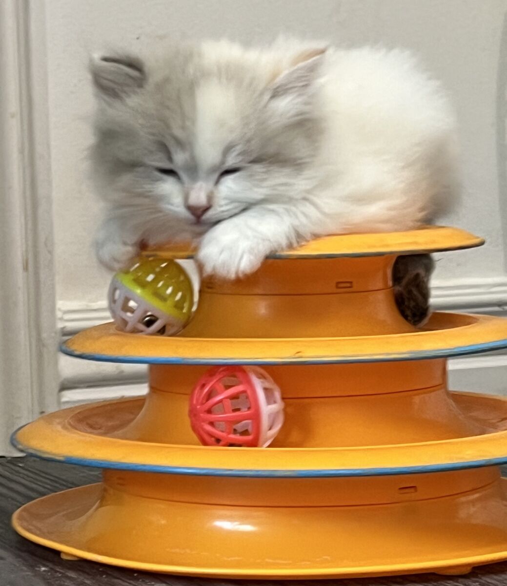 Hypoallergenic Siberian Kittens, TICA. Registered! We are: Siberian ...