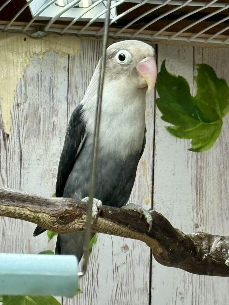 Young Grey Fischers Lovebird | Birds | KSL Classifieds