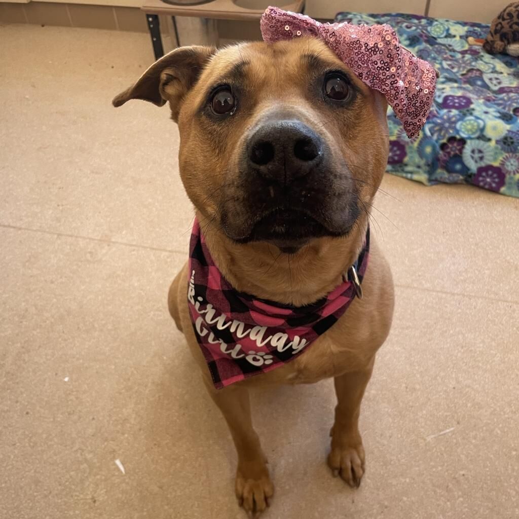 Hello my name is Luz | Dogs | KSL Classifieds