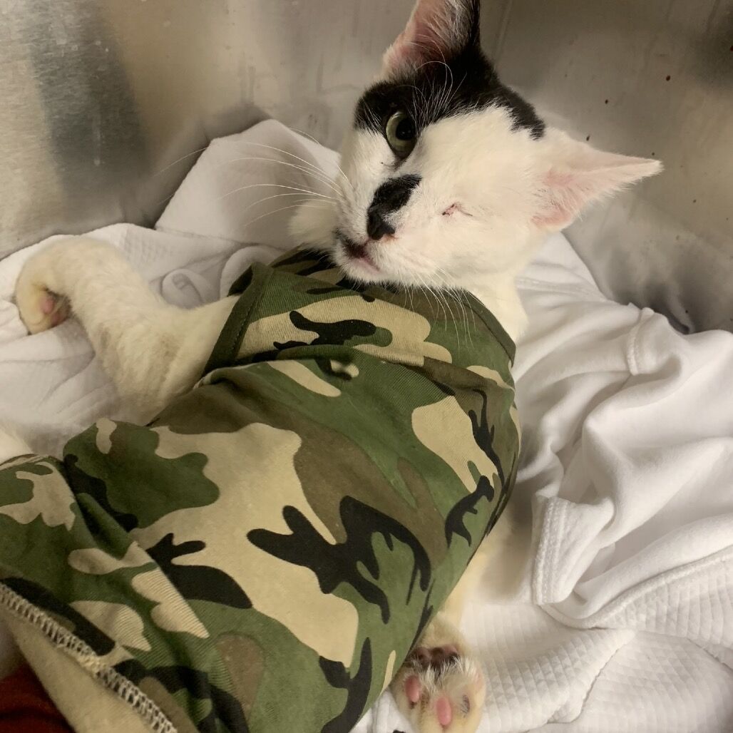 Hello my name is Armstrong | Cats | KSL Classifieds