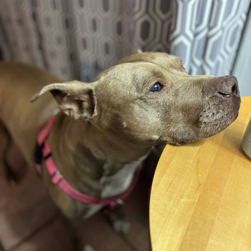 Hello my name is Queen Bee | Dogs | KSL Classifieds