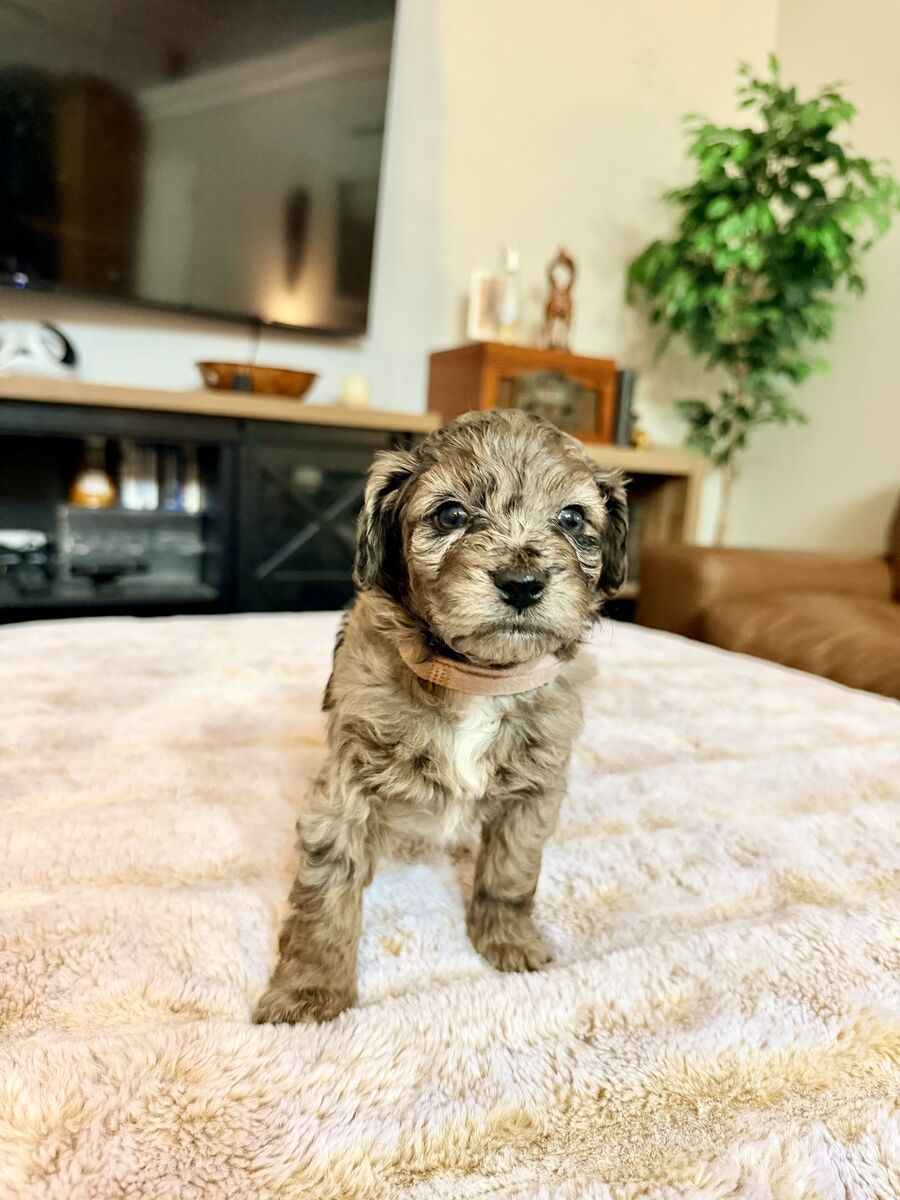 Mini Aussie Doodle Puppies | Dogs | KSL Classifieds
