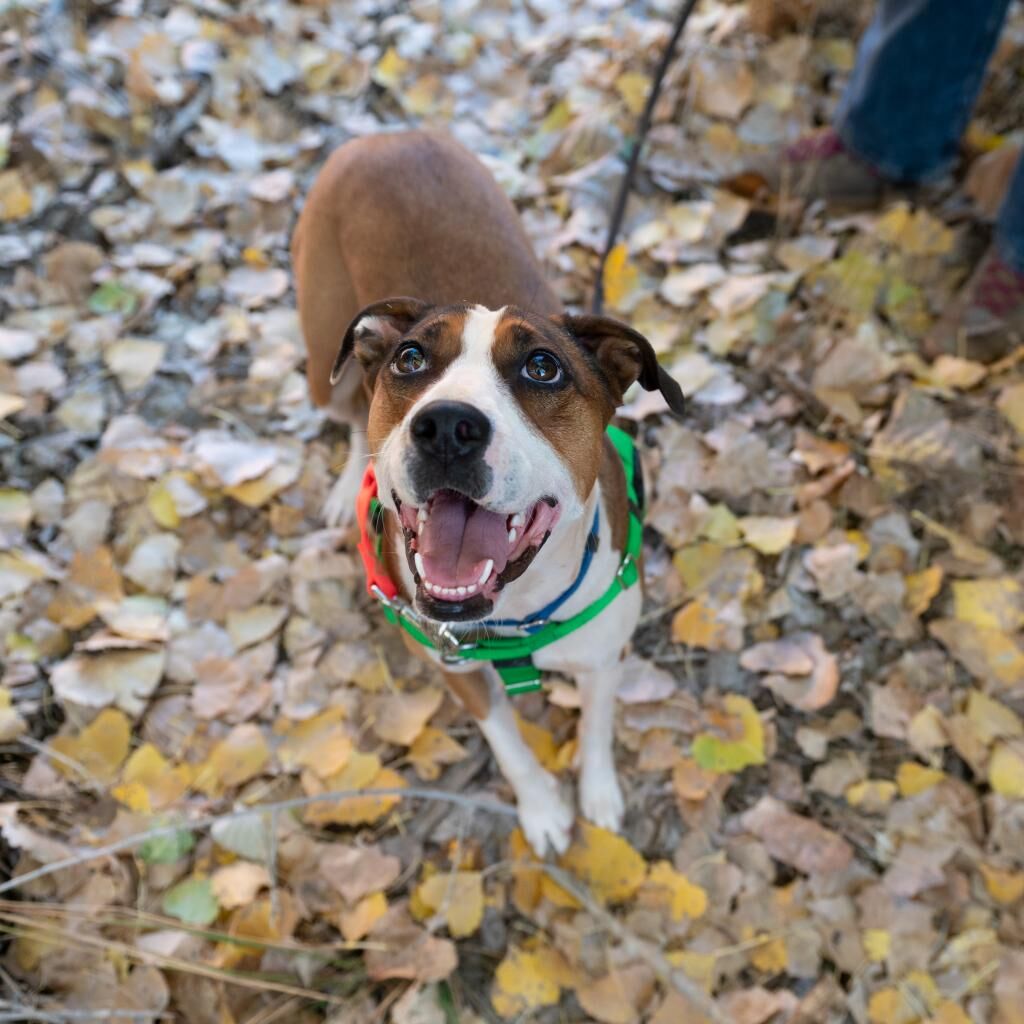 Hello my name is Maisy | Dogs | KSL Classifieds