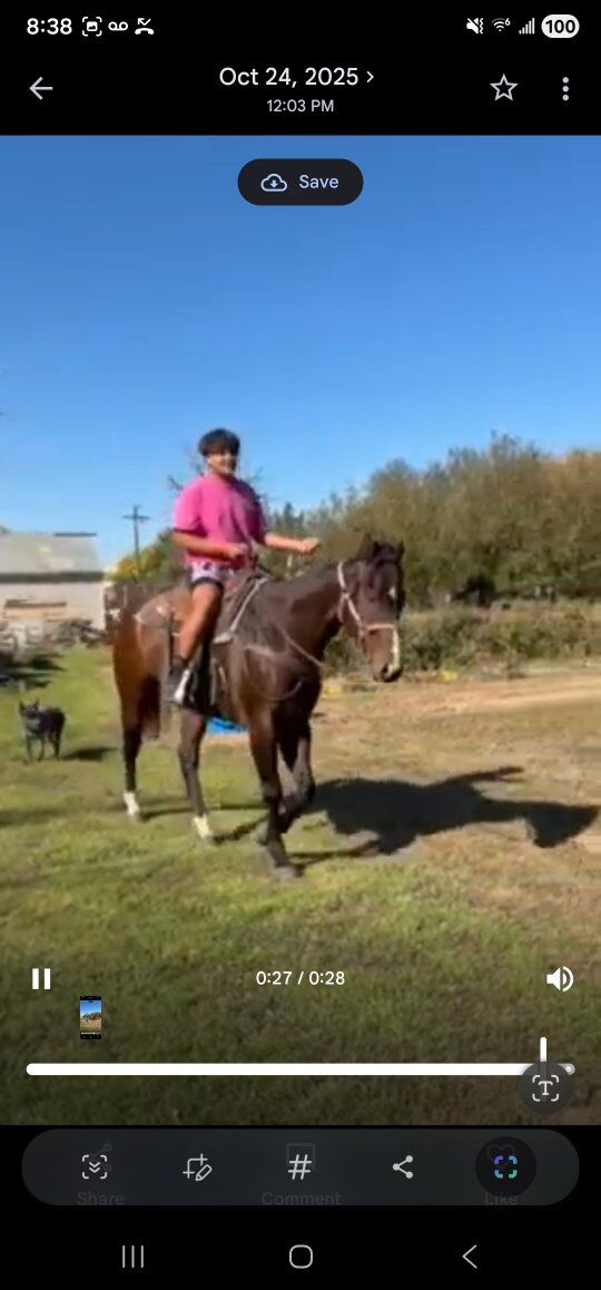 Gelding (named Brownie) Grade | Horses | KSL Classifieds