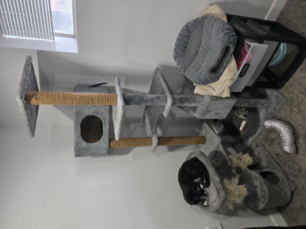 Free to a good home: Salem (2yo Tuxedo Cat) | Cats | KSL Classifieds