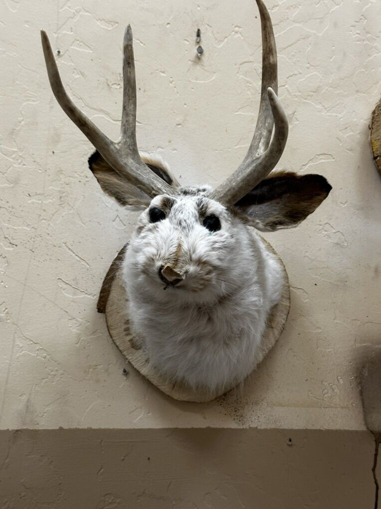 Jackalopes | Skins and Taxidermy Mounts | KSL Classifieds