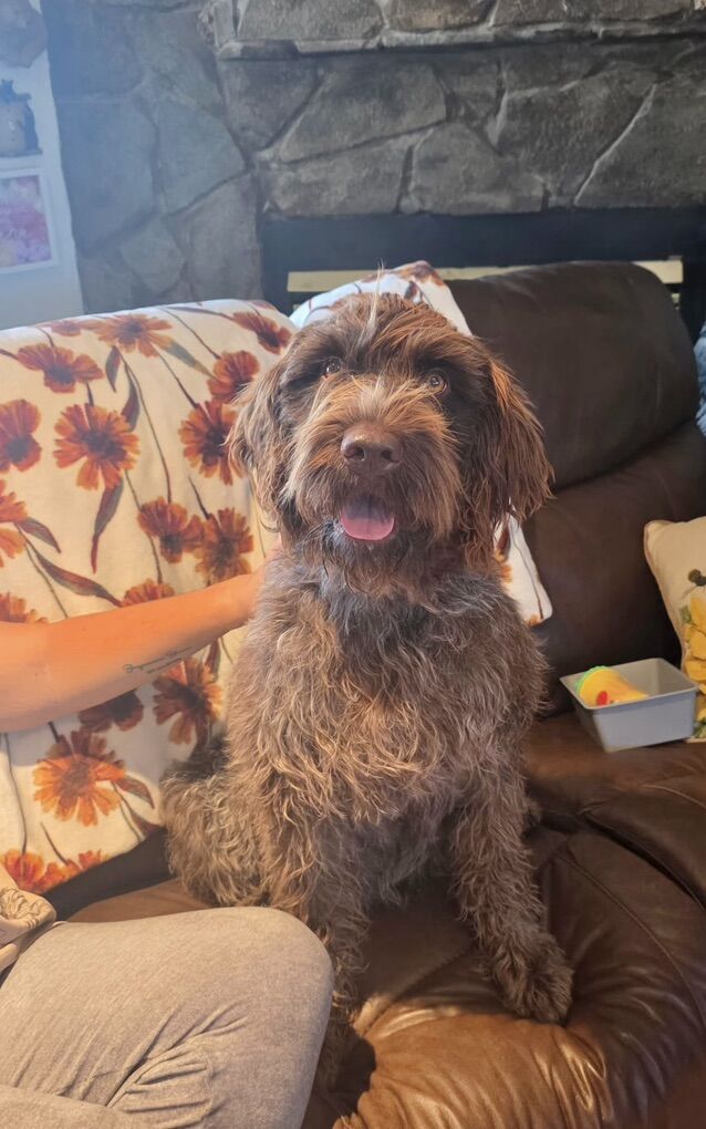 Bernegriffons | Dogs | KSL Classifieds