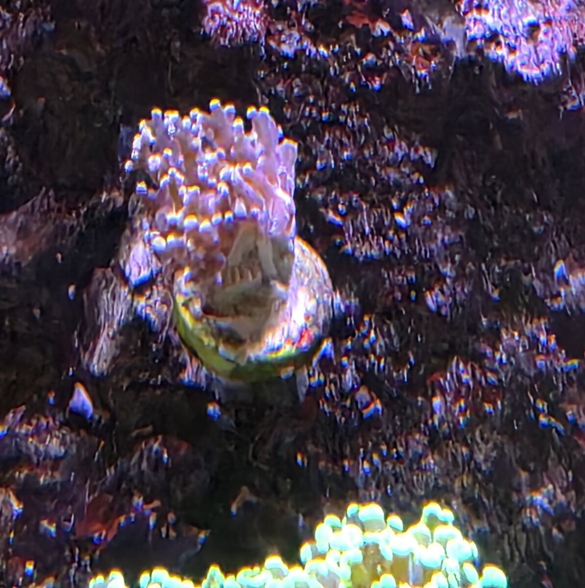 frogspawn Coral | Fish | KSL Classifieds