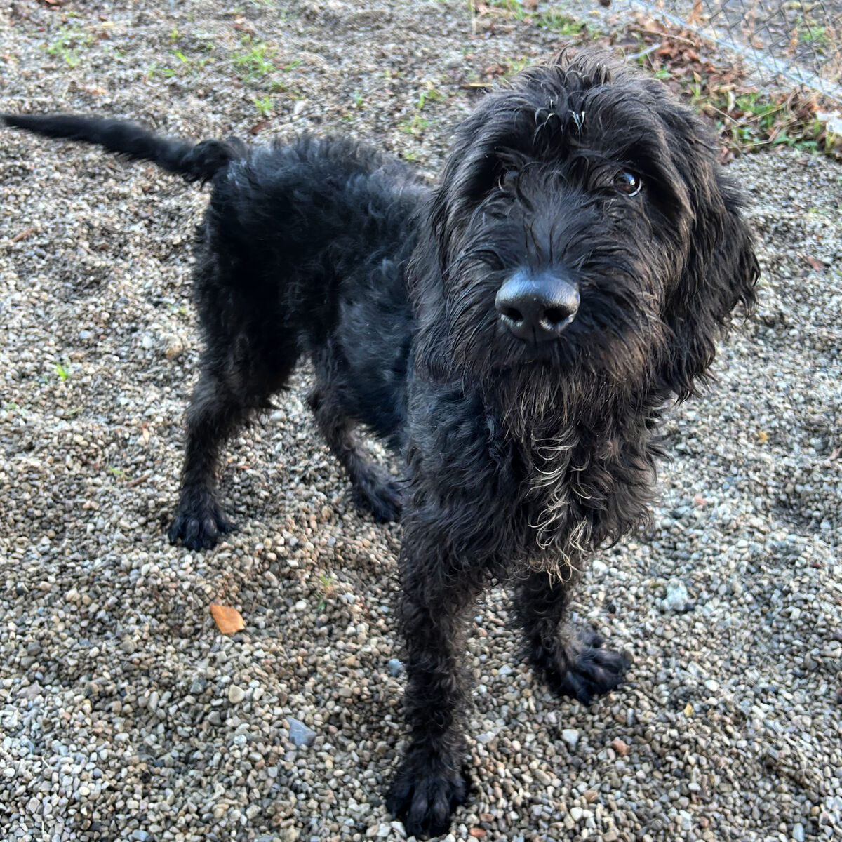 Asher | Dogs | KSL Classifieds
