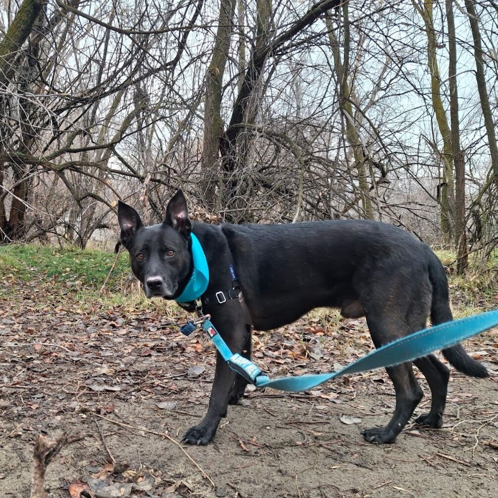 Hello my name is Zeus | Dogs | KSL Classifieds