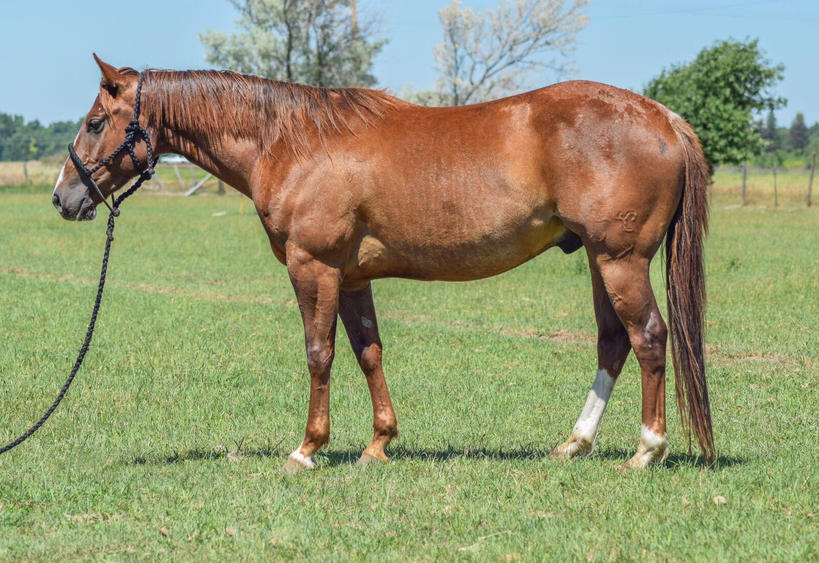 2021 AQHA chestnut rabicano gelding. | Horses | KSL Classifieds