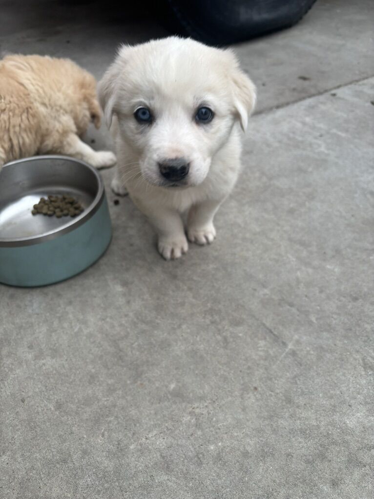 Great Pyrenees Mixed Puppies | Dogs | KSL Classifieds