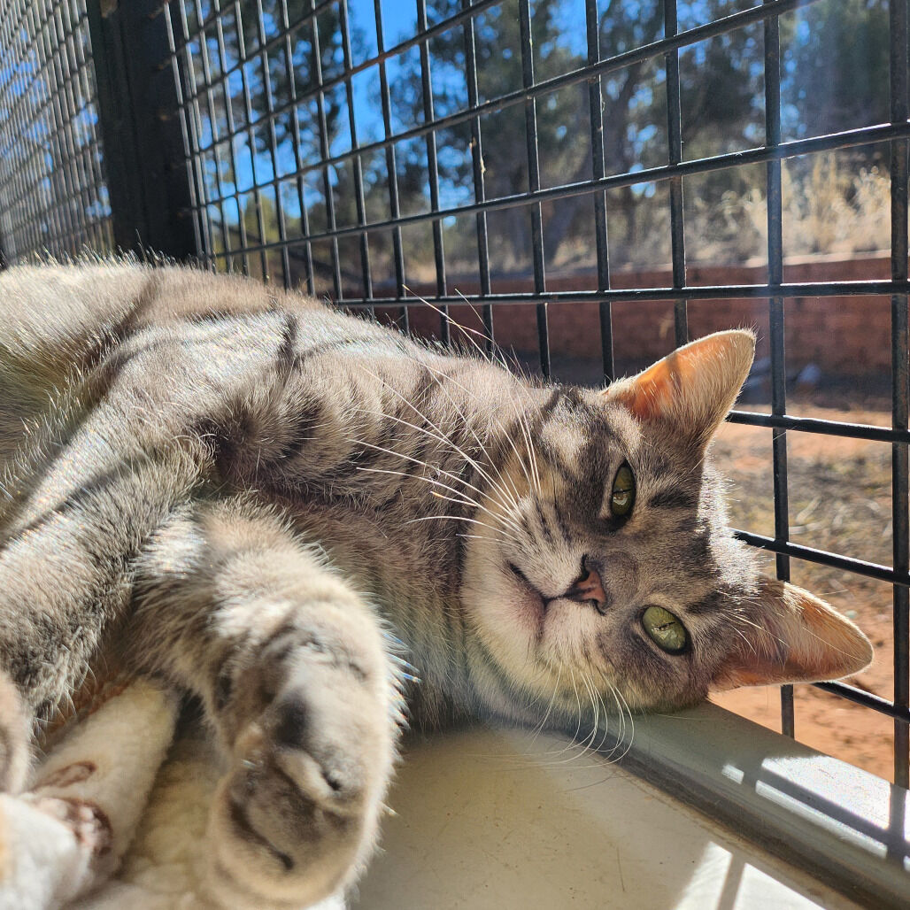 Hello my name is Durant | Cats | KSL Classifieds