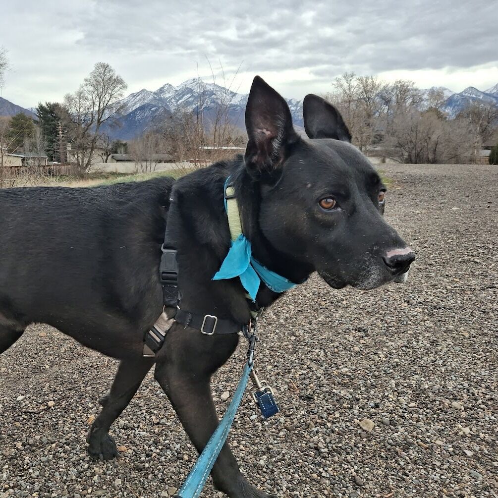 Hello my name is Zeus | Dogs | KSL Classifieds