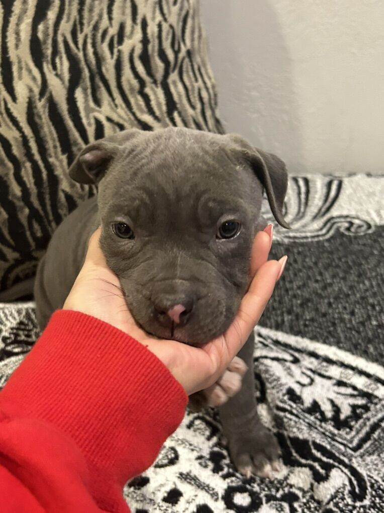 Pit Bull | Dogs | KSL Classifieds