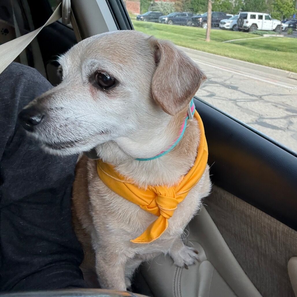 Hello my name is Nuggie | Dogs | KSL Classifieds