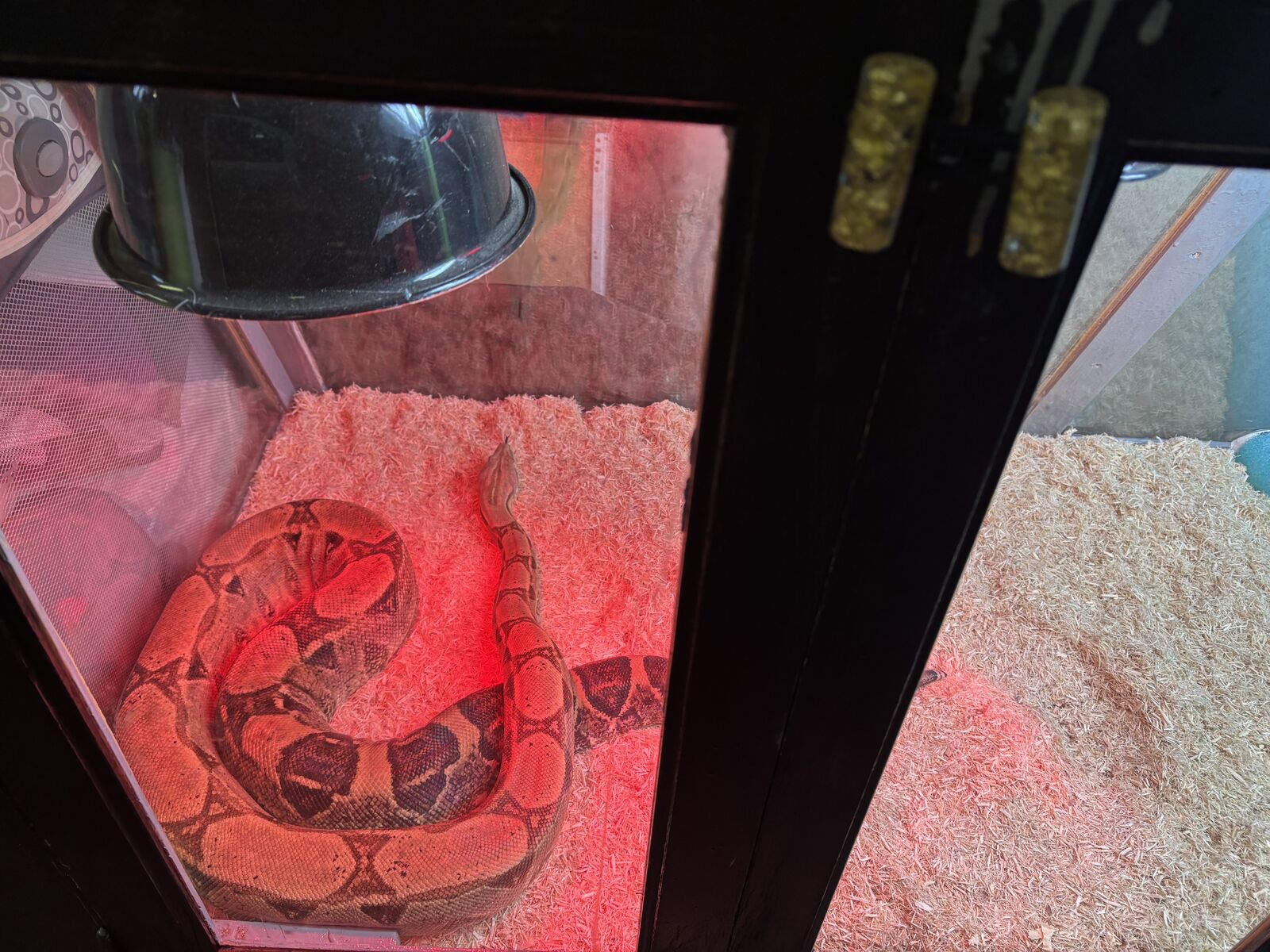 Female Anery Het Snow Boa | Reptiles | KSL Classifieds