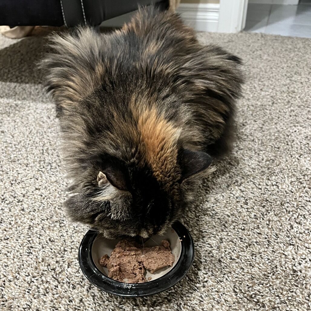 Hello my name is Amy Adams | Cats | KSL Classifieds