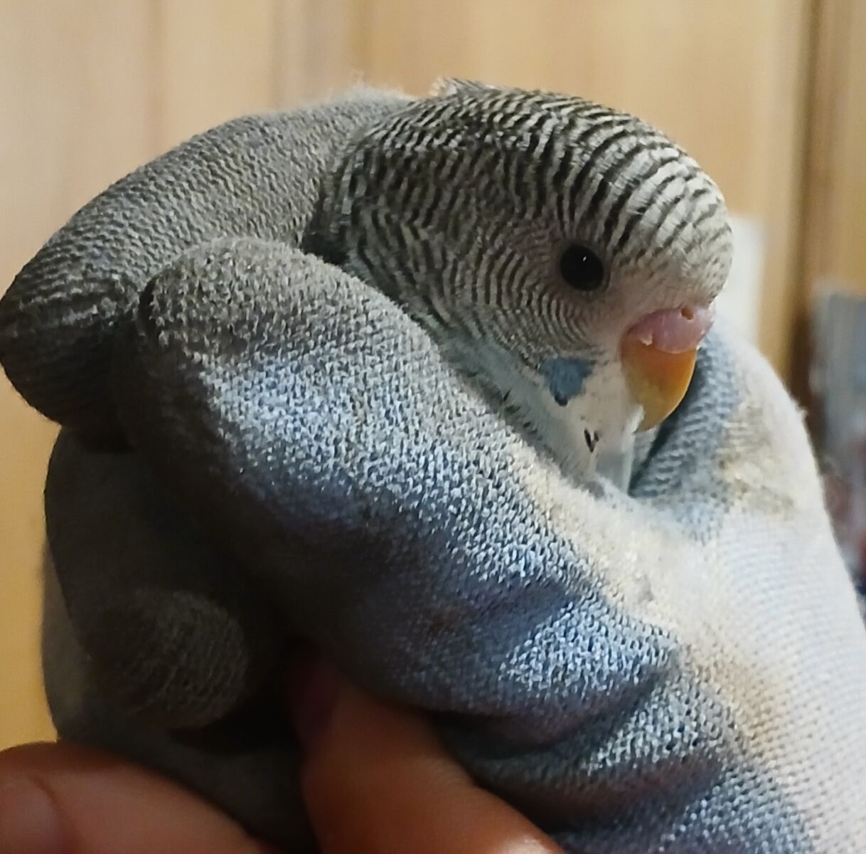 Baby parakeet | Birds | KSL Classifieds