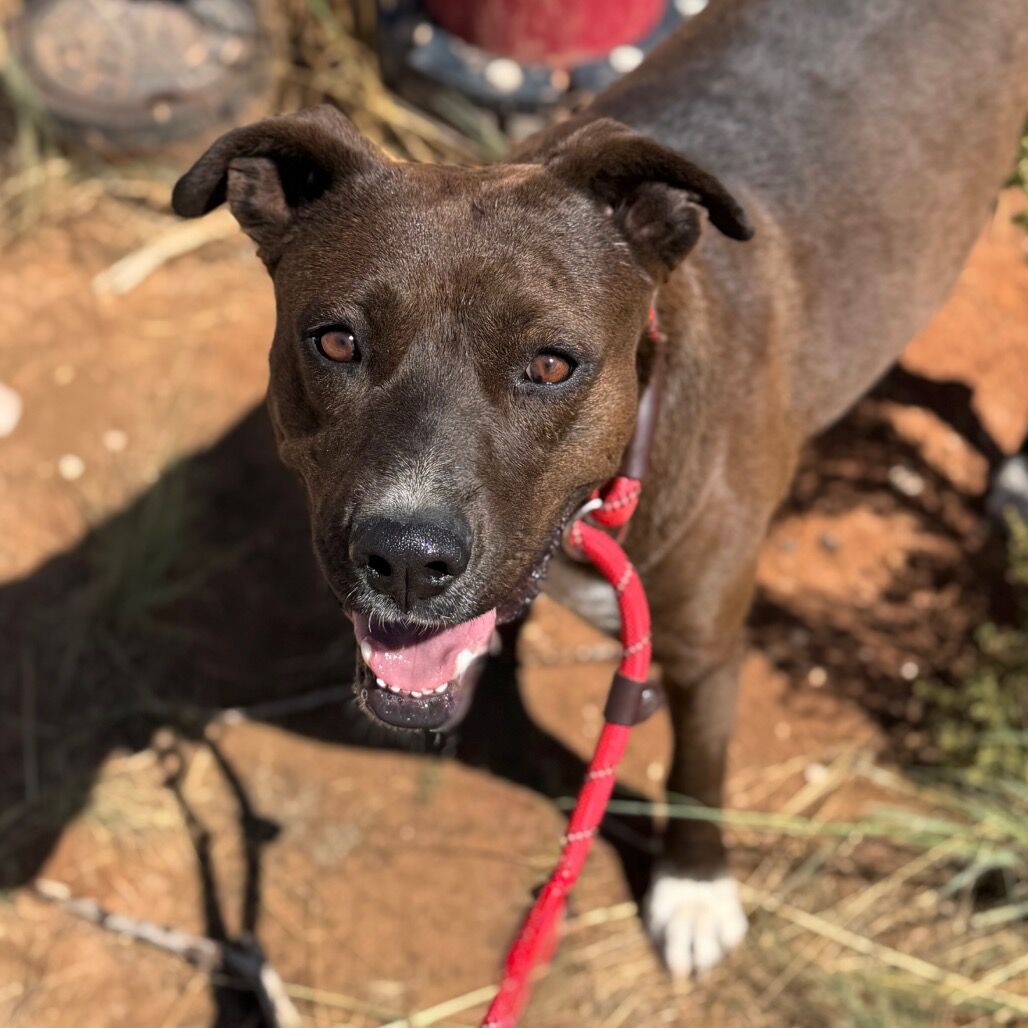 Hello my name is Rogue | Dogs | KSL Classifieds