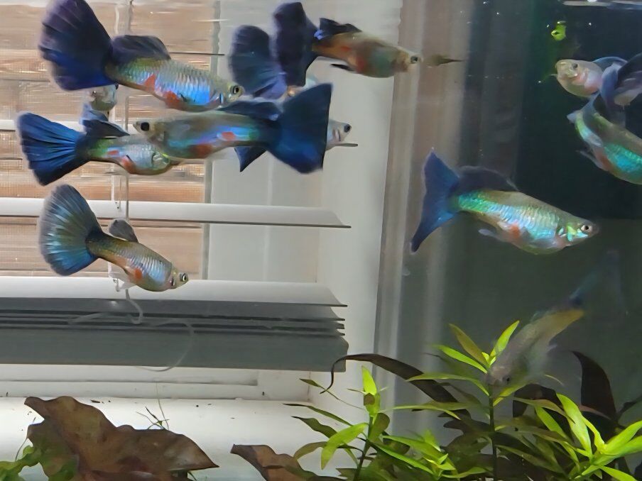 Green Delta Fancy Guppies | Fish | KSL Classifieds