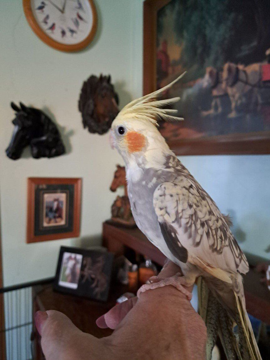 Young cockatiels | Birds | KSL Classifieds