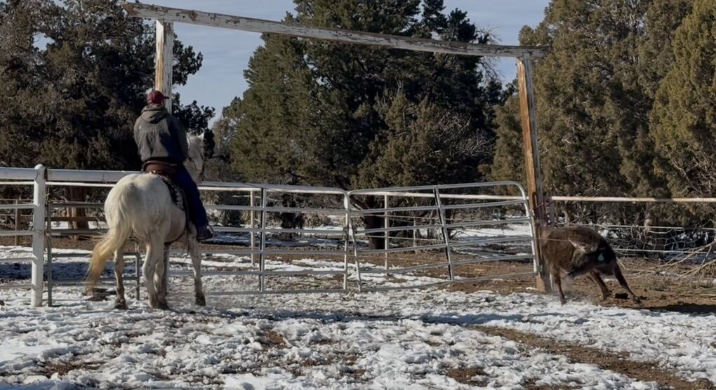 Fun Ranch Gelding! | Horses | KSL Classifieds