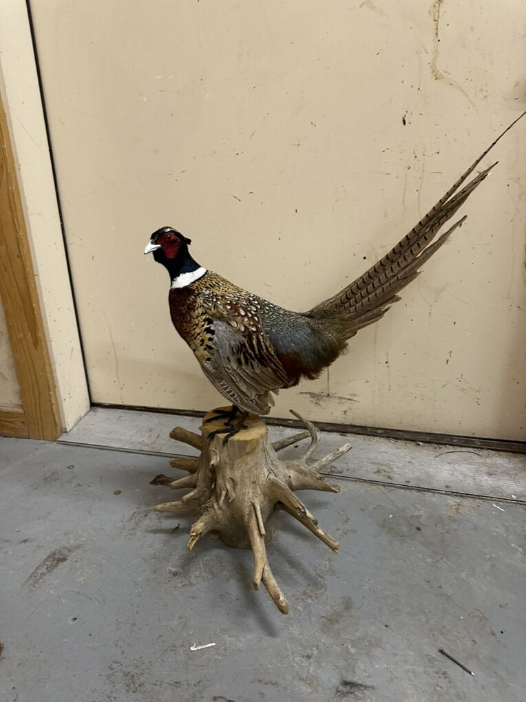 Pheasant Rooster wall Mount | Skins and Taxidermy Mounts | KSL Classifieds