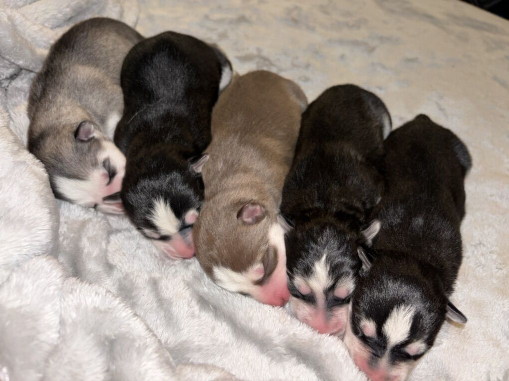 Purebread Siberian Husky Puppies | Dogs | KSL Classifieds