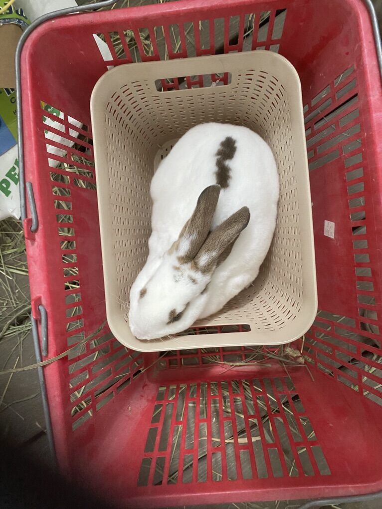 Baby Rex Bunny aka Bruce Wayne | Rabbits | KSL Classifieds