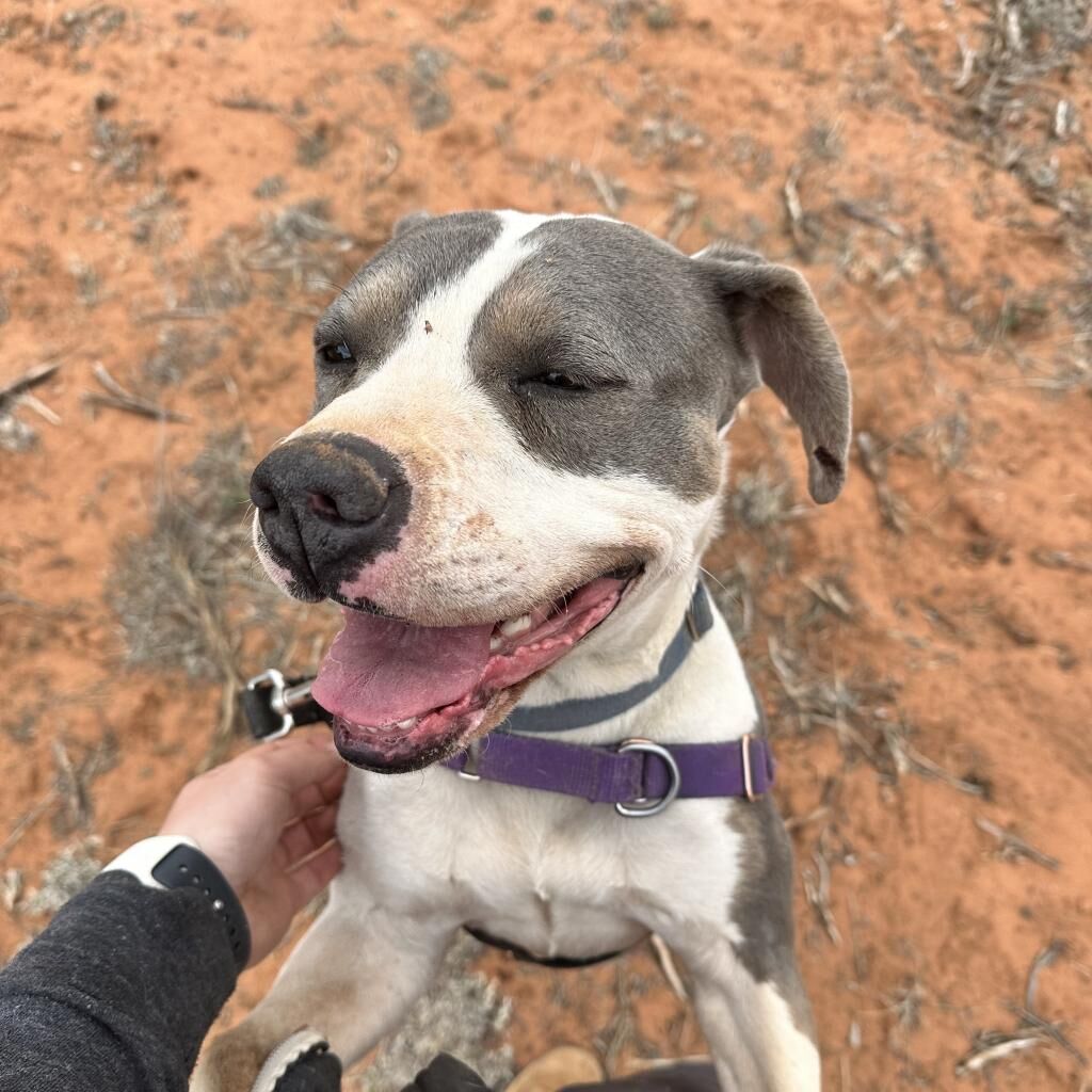 Hello my name is Joplin | Dogs | KSL Classifieds