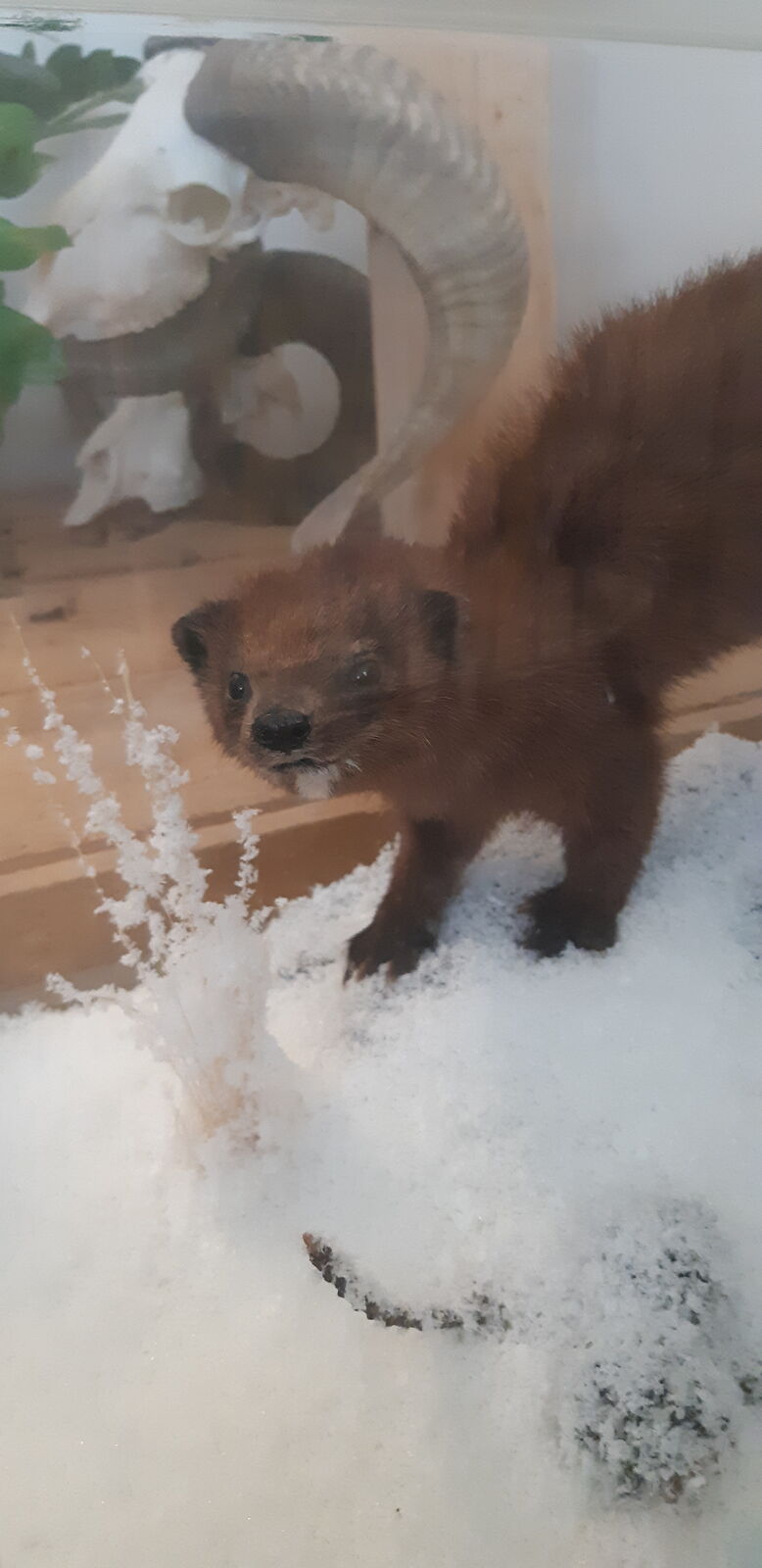 Mink Display | Skins and Taxidermy Mounts | KSL Classifieds