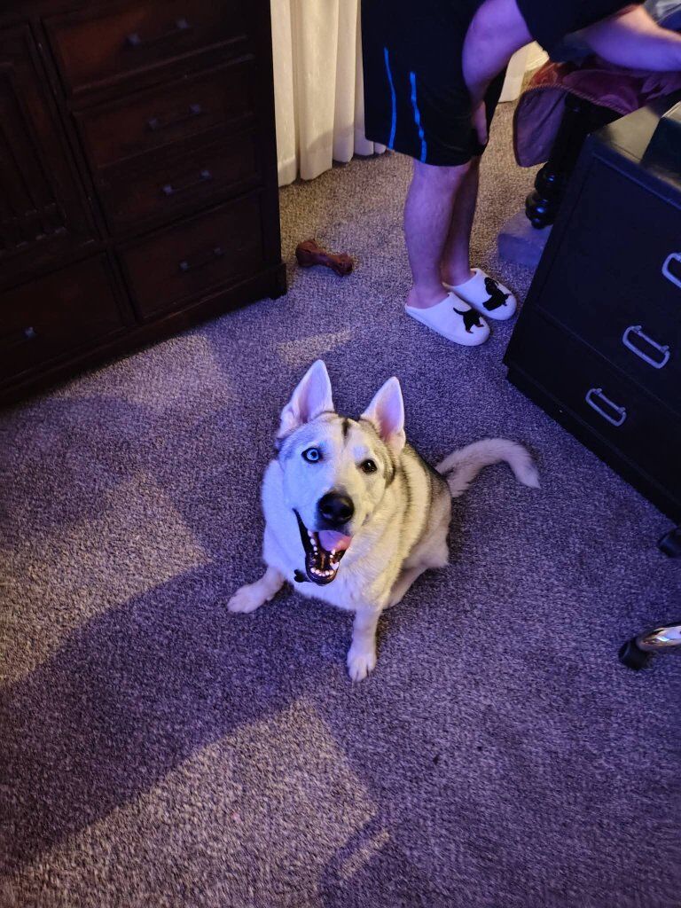 Sweetest Boy Ever | Dogs | KSL Classifieds