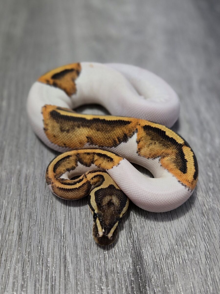 Baby Ball Python Pied Female | Reptiles | KSL Classifieds