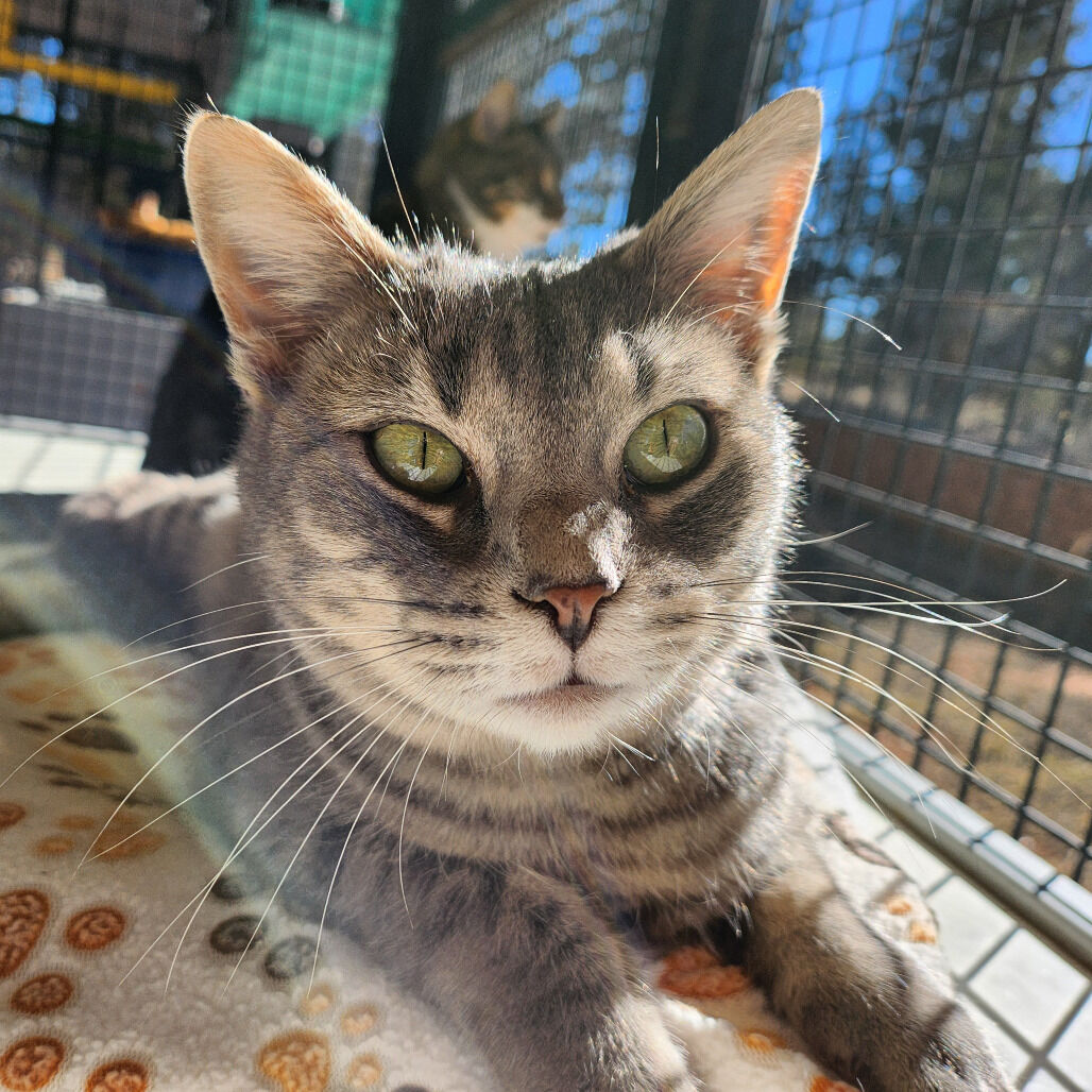 Hello my name is Durant | Cats | KSL Classifieds