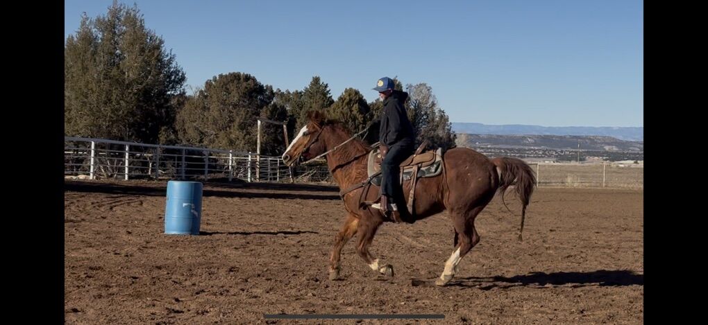 Very Solid Broke Gelding! | Horses | KSL Classifieds