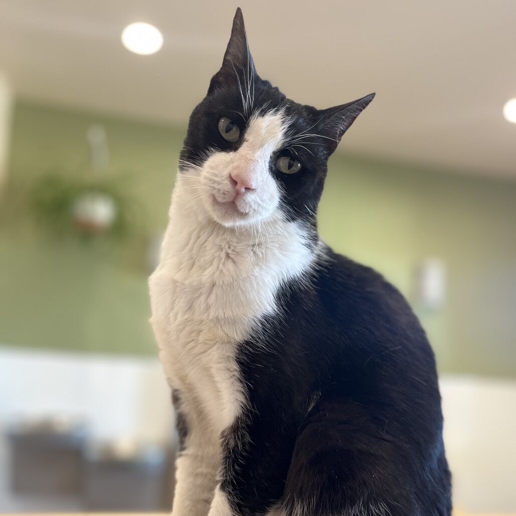 Hello my name is Ranger | Cats | KSL Classifieds