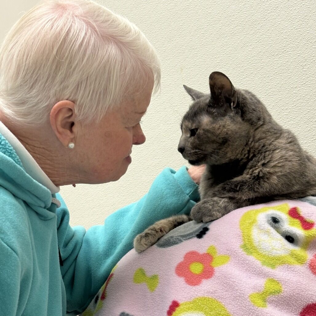 Hello my name is Winnie | Cats | KSL Classifieds