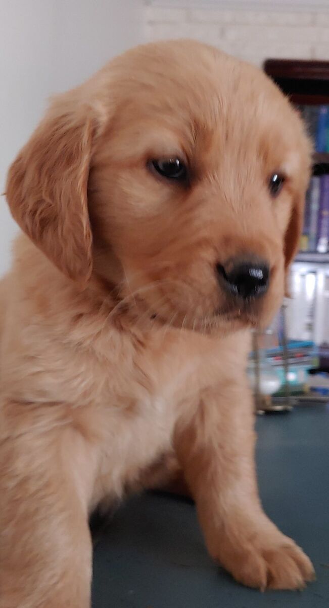 AKC Golden Retriever female | Dogs | KSL Classifieds