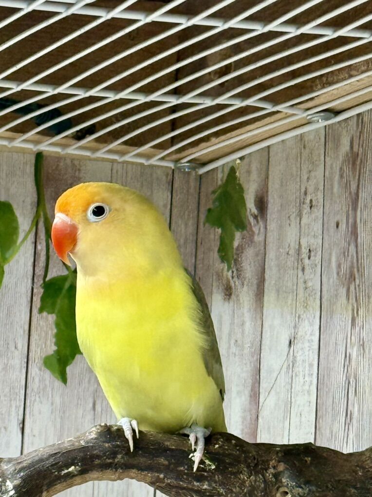 Young African Fischers Lovebird | Birds | KSL Classifieds