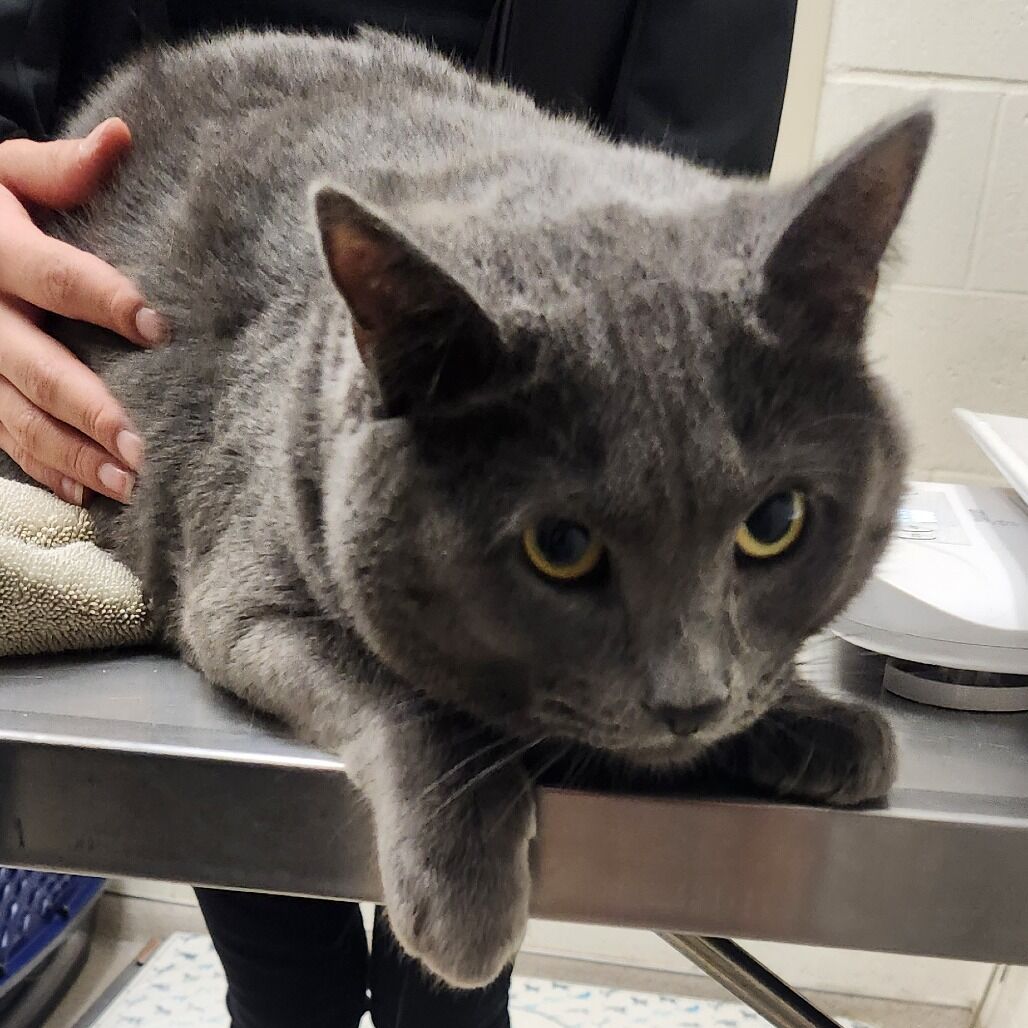 Hello my name is Kiki | Cats | KSL Classifieds