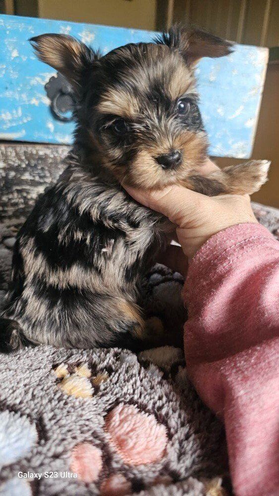 Beautiful Yorkie Puppies • Health Guarantee. | Dogs | KSL Classifieds