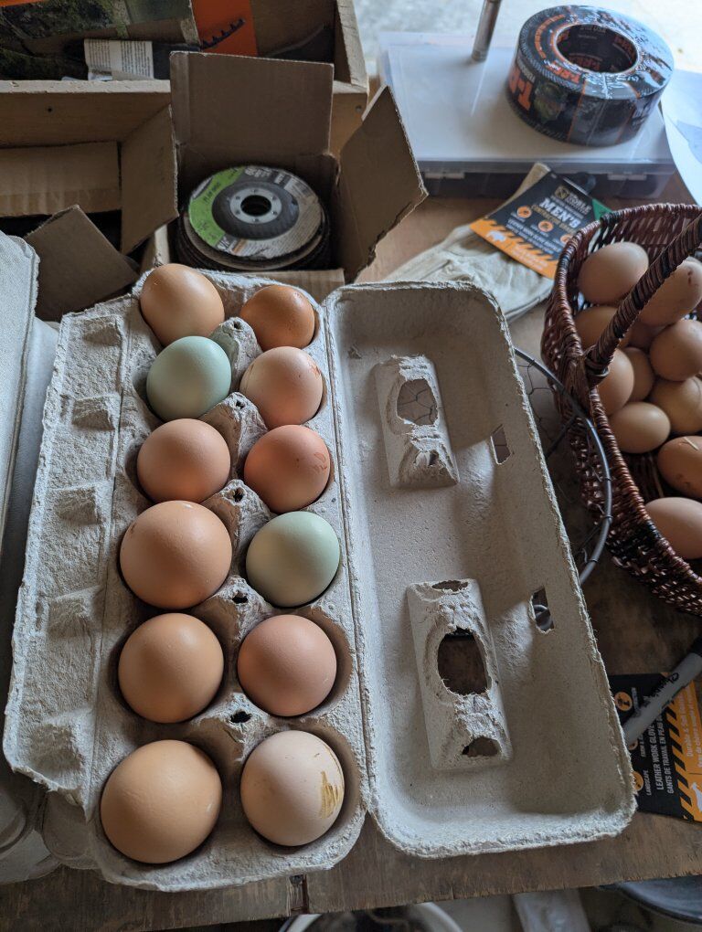 Farm Fresh Free Range Chicken And Duck Eggs | Farmers Markets & Fresh ...