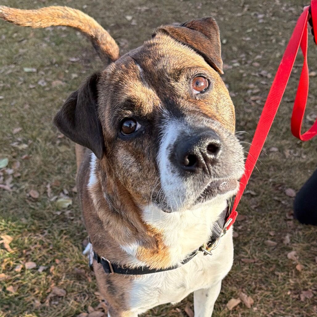 Hello my name is Pei | Dogs | KSL Classifieds