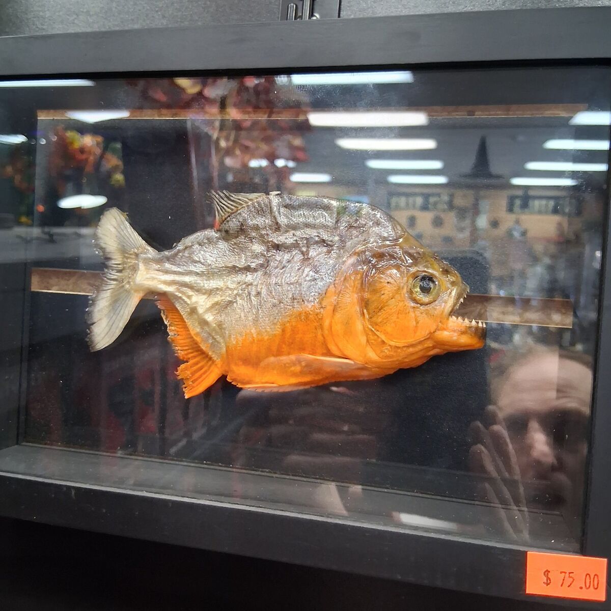 pirana Fish | Skins and Taxidermy Mounts | KSL Classifieds