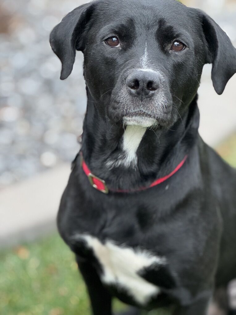 Bane is a Sweet Sweet Mans | Dogs | KSL Classifieds