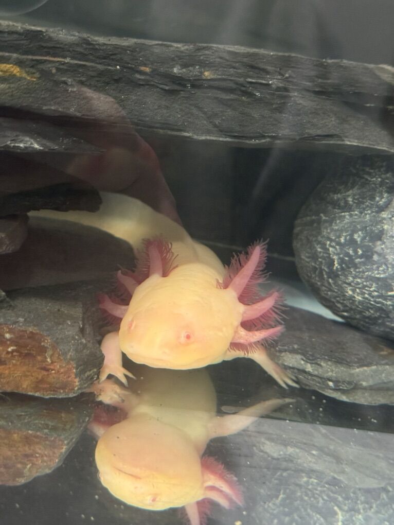 axolotl | Fish | KSL Classifieds