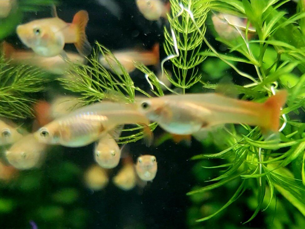 Red Delta Fancy Guppies | Fish | KSL Classifieds