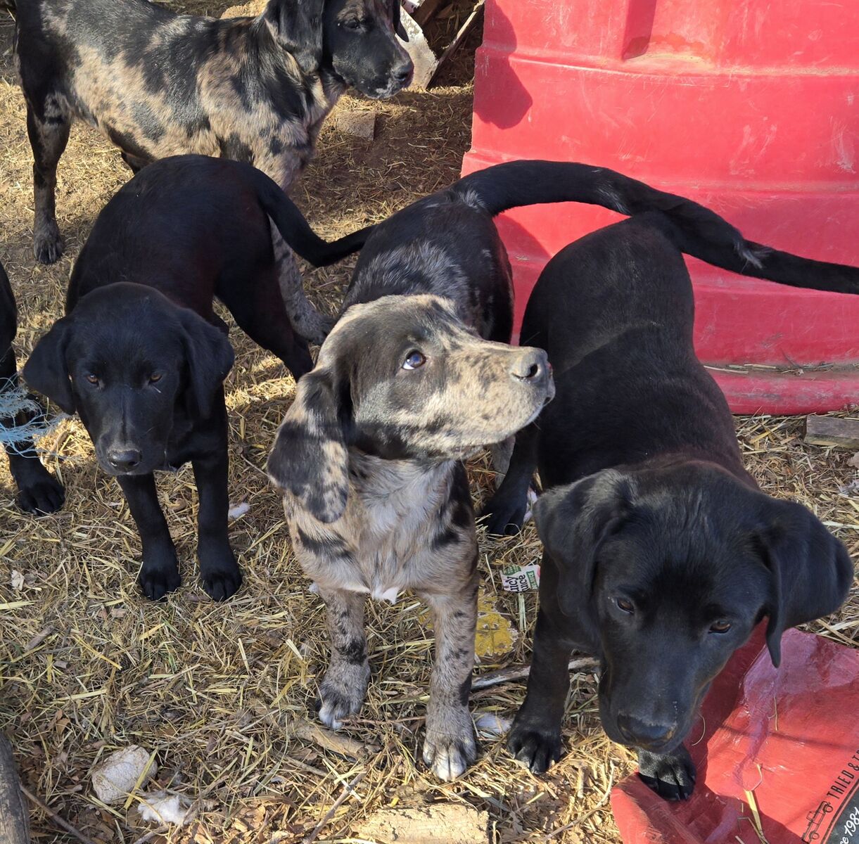 Catahoula/lab pups | Dogs | KSL Classifieds