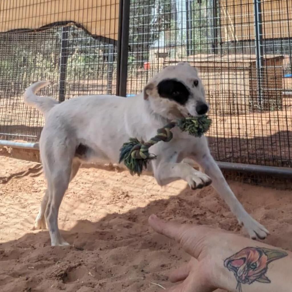 Hello my name is Spots | Dogs | KSL Classifieds